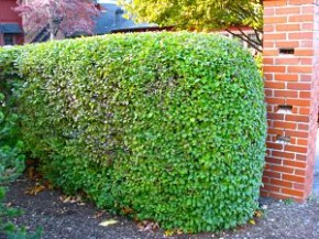 Border Privet (Ligustrum obtusifolium) – Orleans Conservation Trust