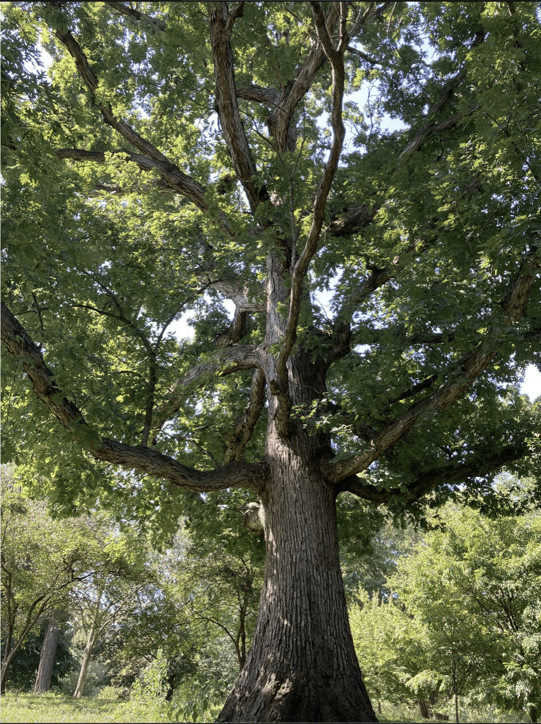White Oak (Quercus alba) – Orleans Conservation Trust
