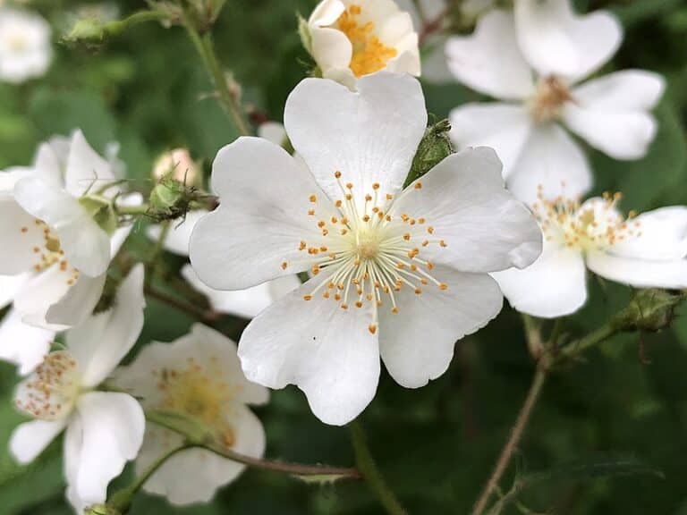 Multiflora Rose (Rosa multiflora) – Orleans Conservation Trust