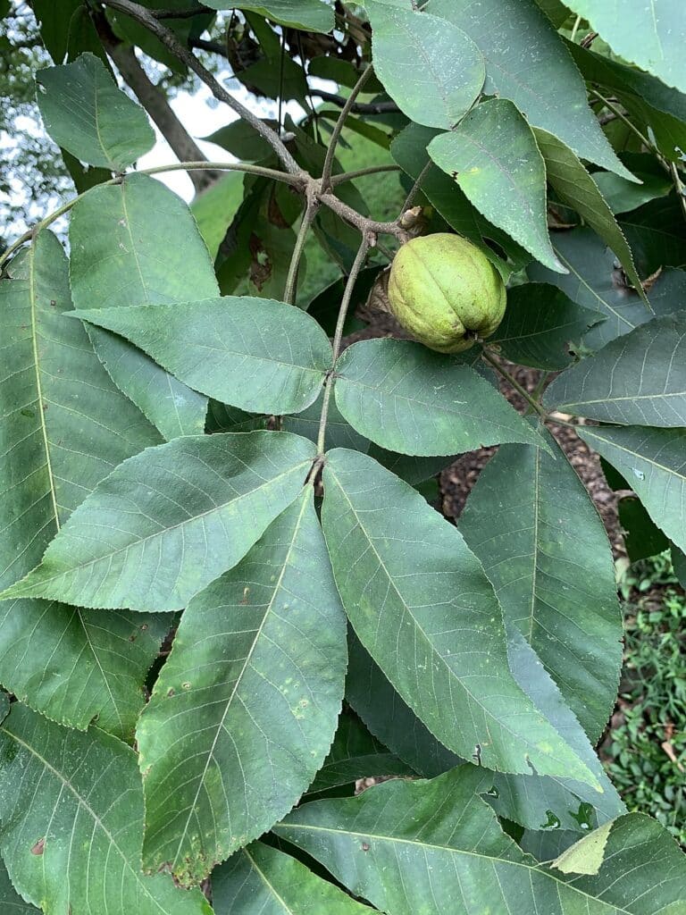 Shagbark Hickory (Carya ovata) – Orleans Conservation Trust