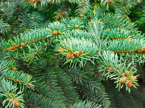 Non-native Plants – Orleans Conservation Trust