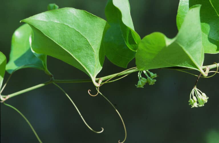 Common Greenbrier (Smilax rotundifolia) – Orleans Conservation Trust