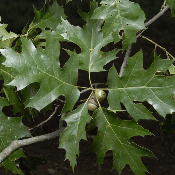 Northern Red Oak (Quercus rubra) – Orleans Conservation Trust