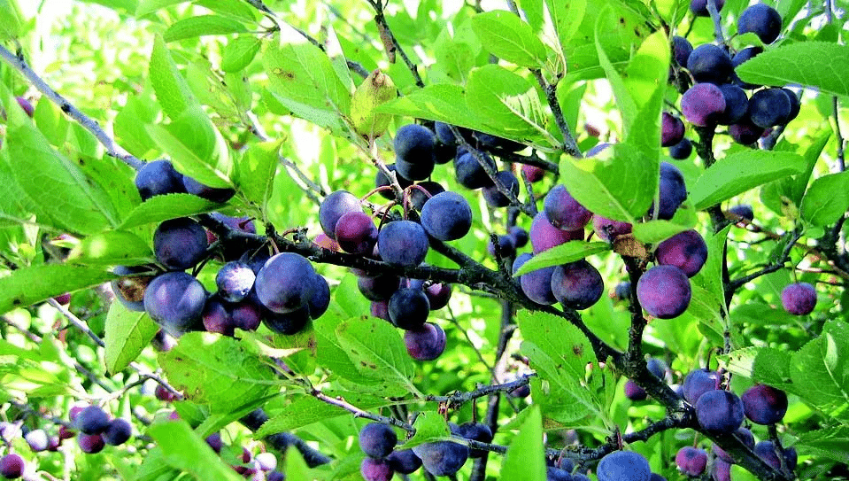 Native Plants – Orleans Conservation Trust