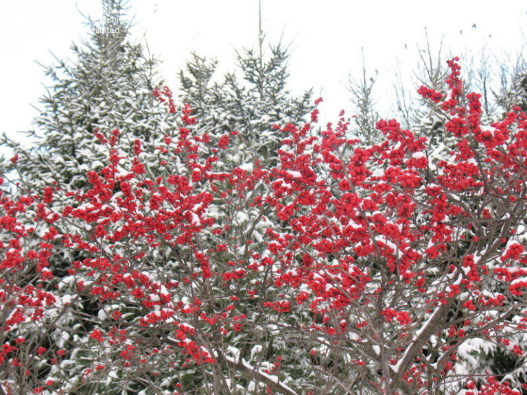 Winterberry Holly (Ilex verticillata) – Orleans Conservation Trust